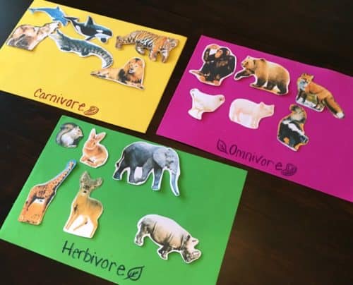 Learn to Classify Animals: Herbivore, Carnivore, or Omnivore?